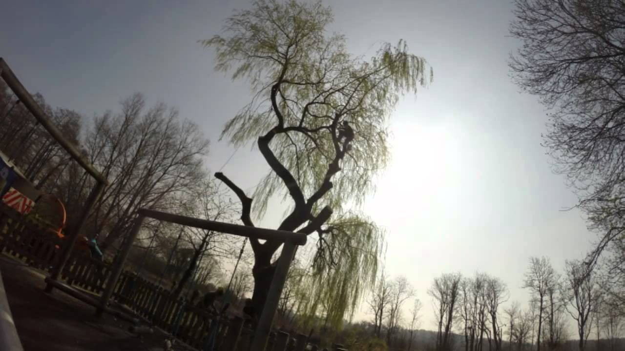 willow removal - YouTube