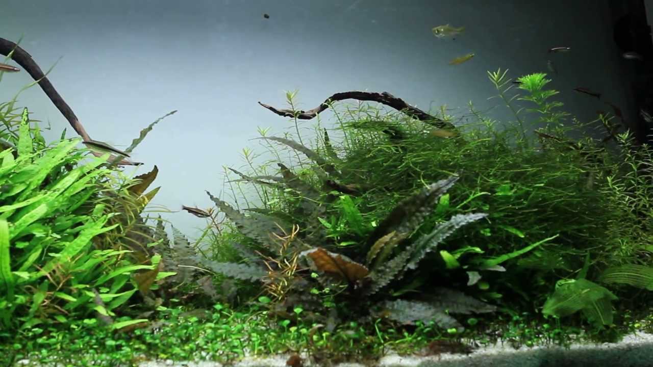 Aquascaping 120 Liter Blog Aquascape aquascaping-120-liter-blog-aquascape