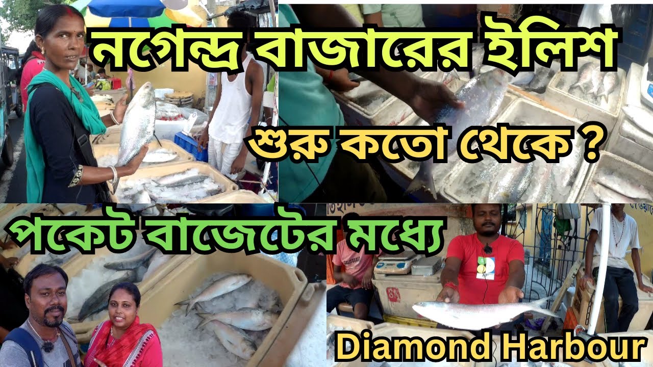 ইলিশ মার্কেট ২০২৪ | Diamond Harbour Fish Market | Nagendra Bazar Fish ...