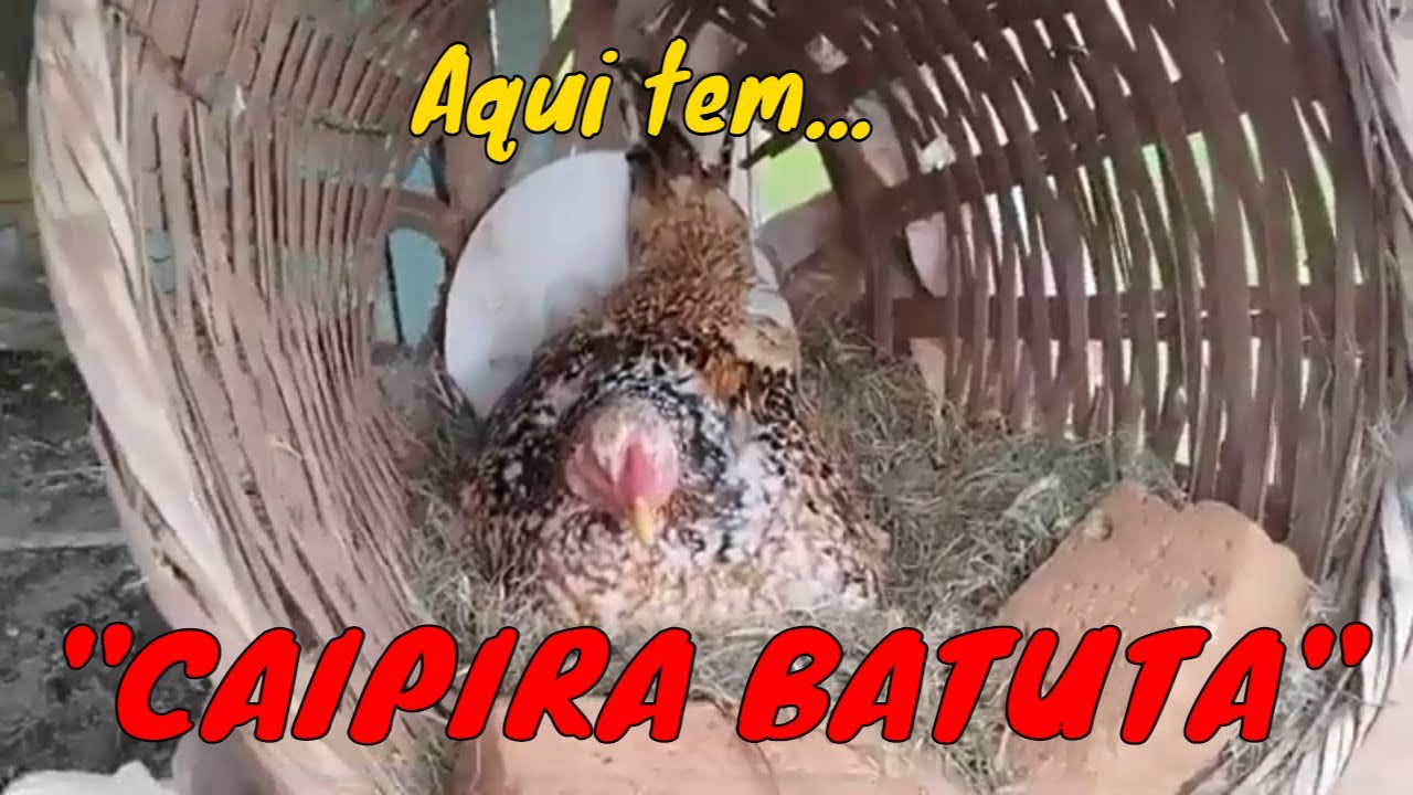 CAIPIRA BATUTA - Ivan Souza & Júlio César - YouTube