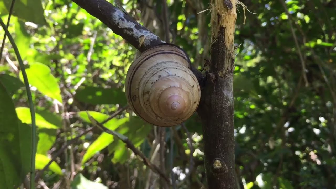 Hundreds Of Forest Snails / Taklong - YouTube