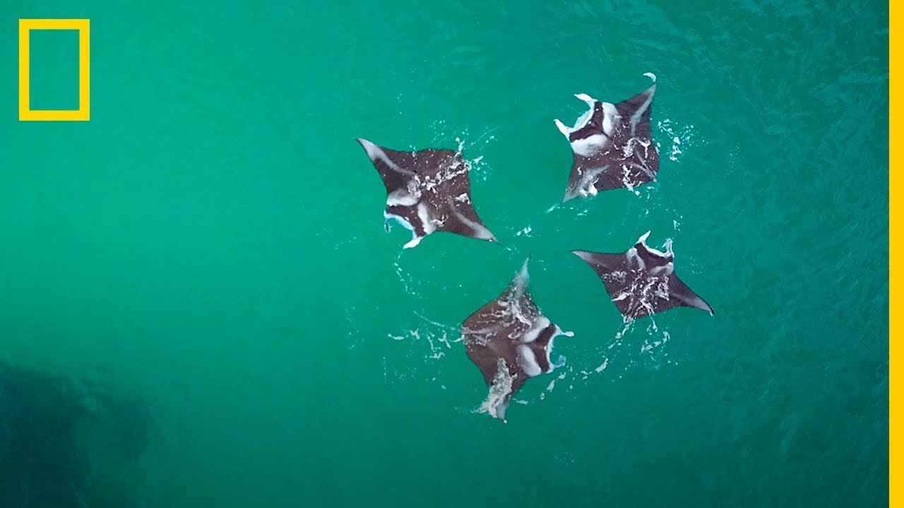 Las MANTARRAYAS, como los humanos, son comedores SOCIALES | National ...