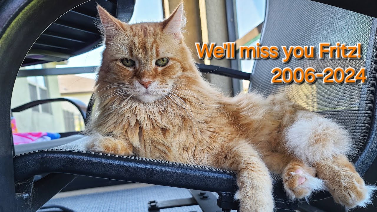 We'll miss you Fritz! Dedicated to my cat who lived a great life of 18 ...