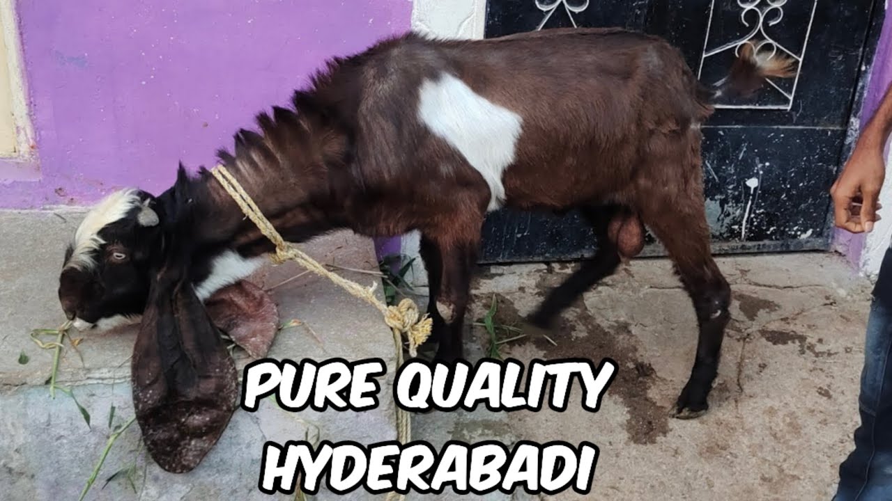 pure quality hyderabadi breeder bakra in Hyderabad nawab sahab kunta ...