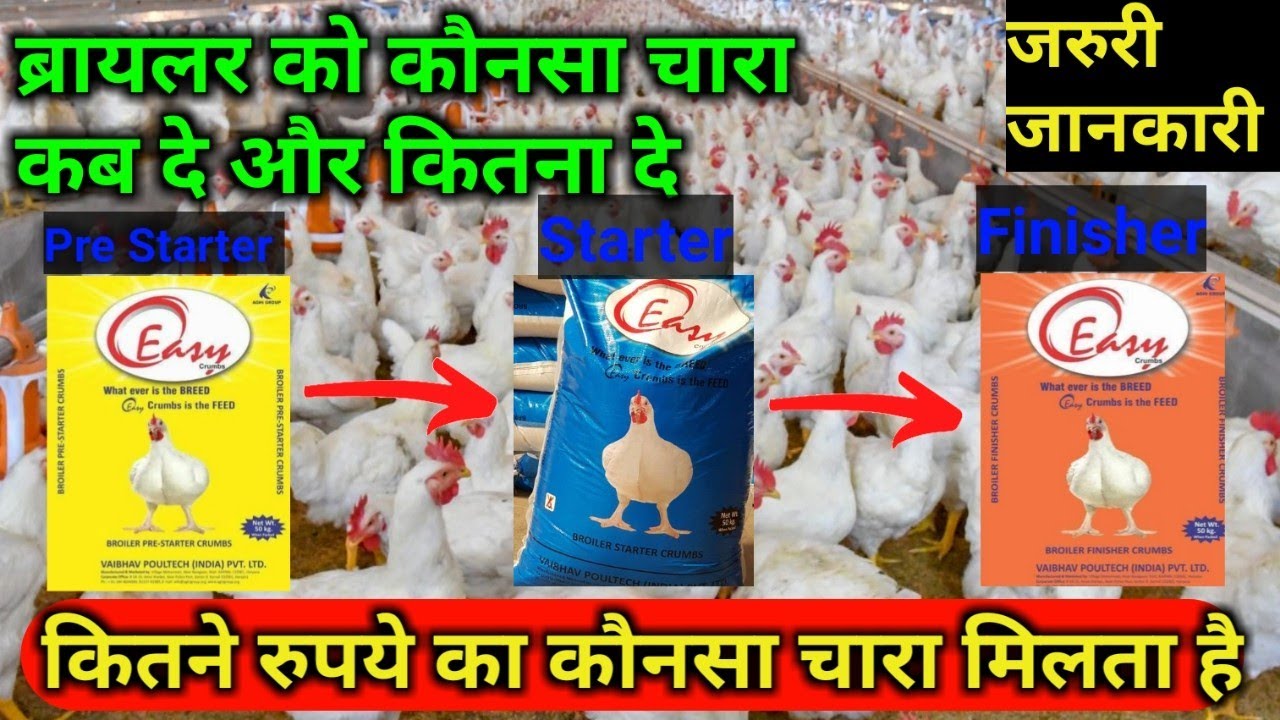 Feed management in poultry farm | broiler feed management | poultry ...