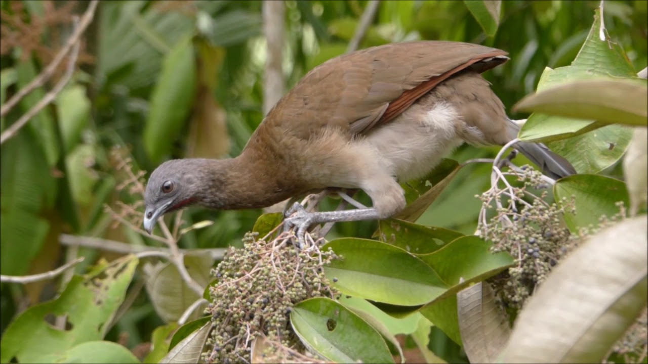 Grey-headed Chachalaca - YouTube