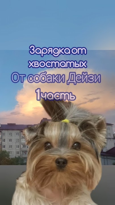 ЗАРЯДКА ОТ ХВОСТАТЫХ. ОТ СОБАКИ ДЕЙЗИ #зарядка #мотивациянауспех #йорк ...