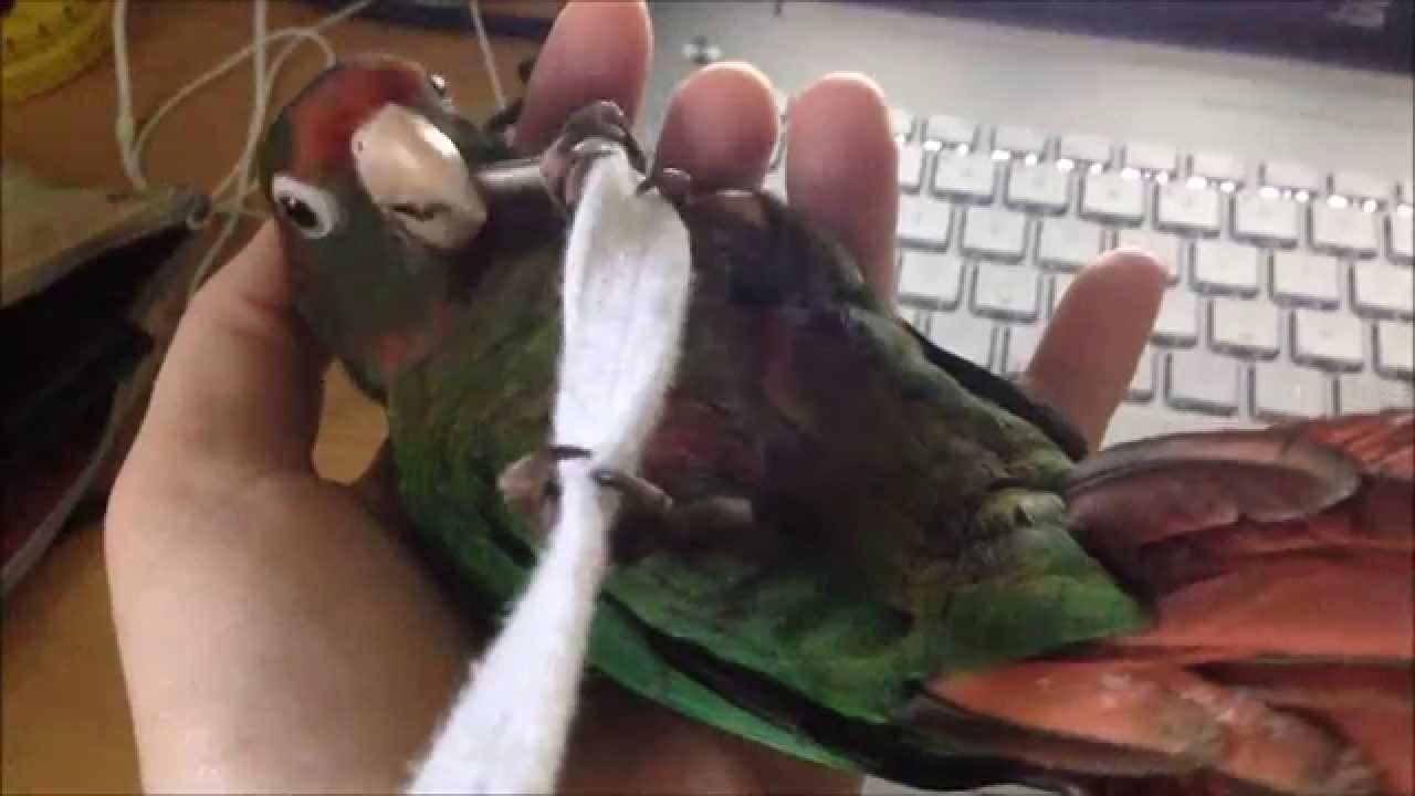 My Rose Crown Conure, Gillie, Talks!? - YouTube