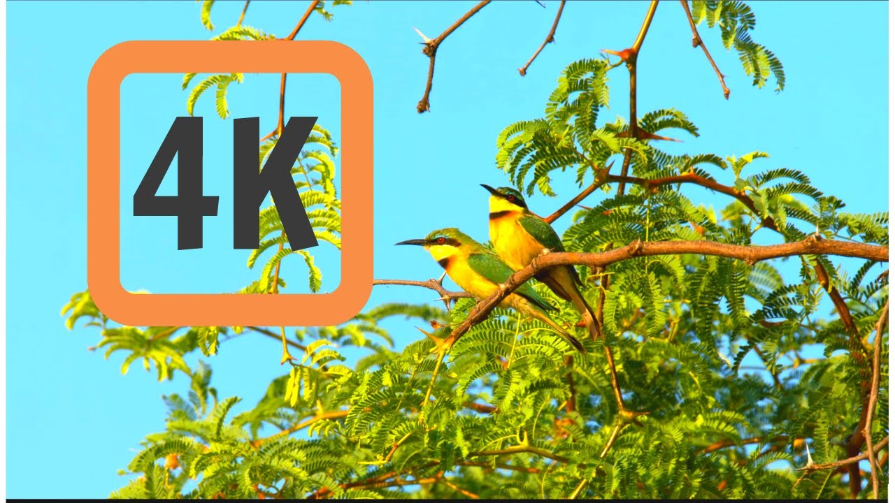 4K Test, Test TV, Test Monitor, Test Internet, Test Color. (VingTer #29 ...