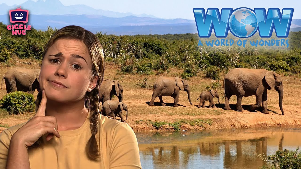 Exploring the Safari | A World of Wonders (11-Minute Explorational ...