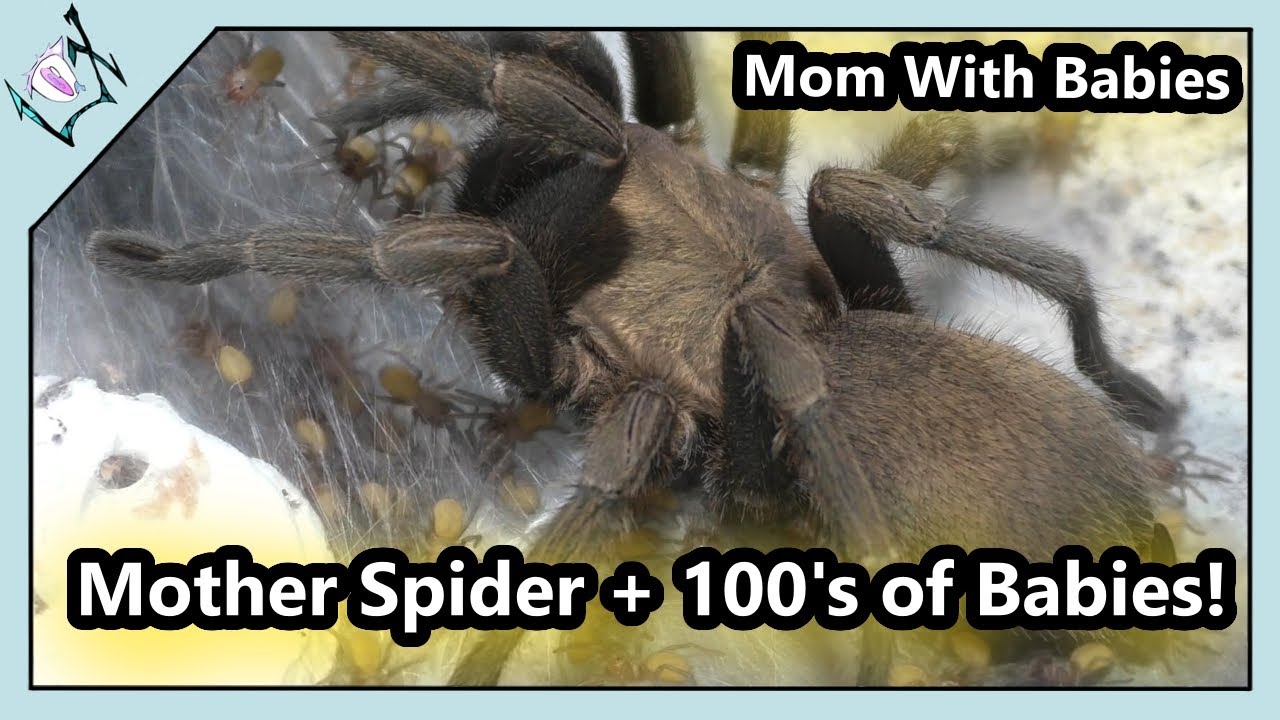 Mother Tarantula With HUNDREDS OF BABIES! - YouTube
