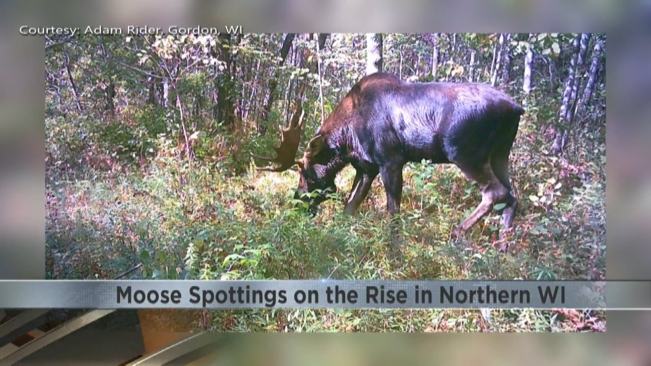 Moose sightings on the rise in Northern Wisconsin - YouTube