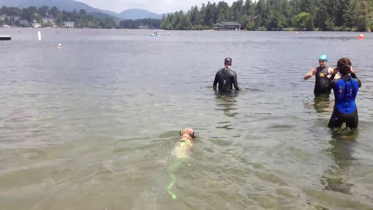 Stay and Swim (Distractions Training in Real Life) - YouTube