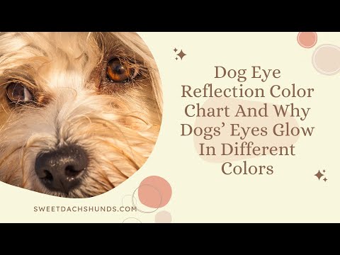Dog Eye Reflection Color Chart And Why Various Colors Shine In Dogs ...
