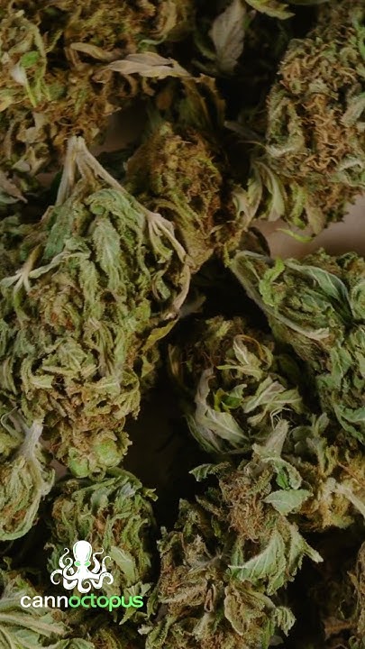 Presenting HHC Flowers - YouTube