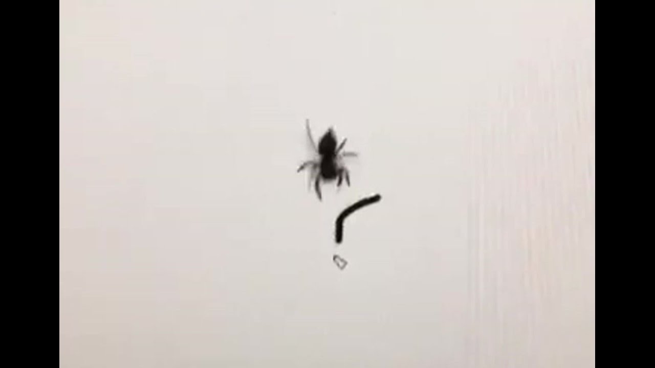 Spider vs Mouse Cursor - YouTube