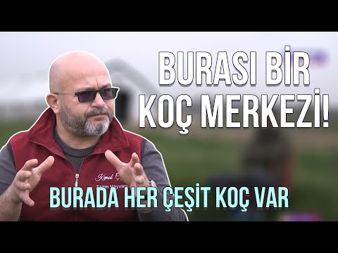 Burası Bir KOÇ MERKEZİ! Burada Her Çeşit Koç Var - Çobanın Sesi