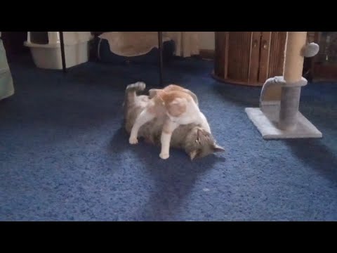 Kitten Pins Down Cat - YouTube