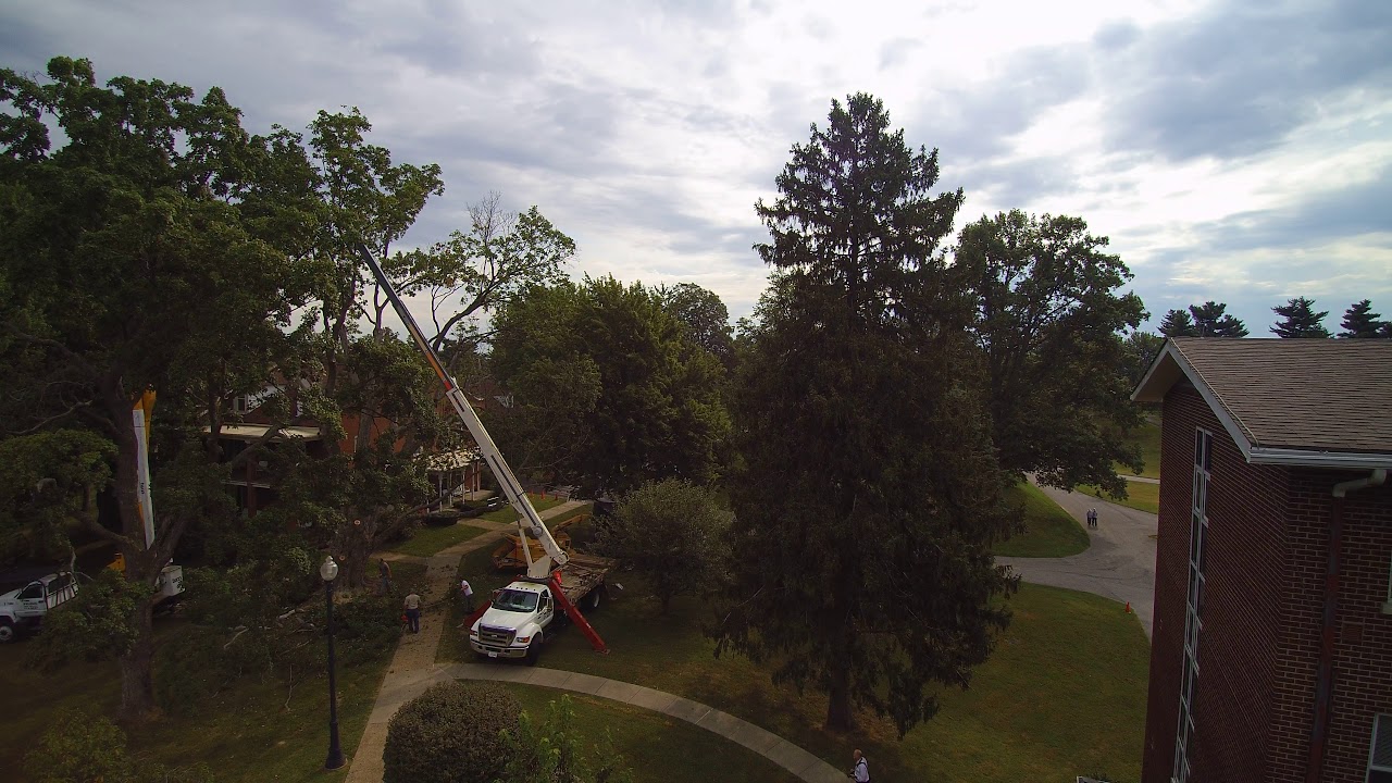 Gossip tree video from a drone - YouTube