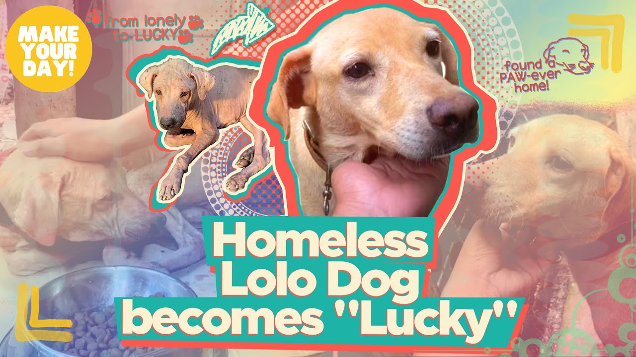 Homeless Lolo Dog becomes "Lucky" | Make Your Day - YouTube