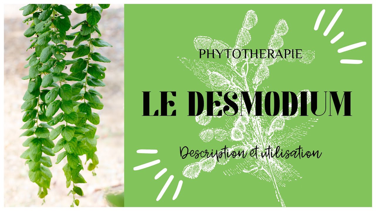 LE DESMODIUM EN PHYTOTHERAPIE - TOUT SAVOIR EN 3 MINUTES 🌿 - YouTube
