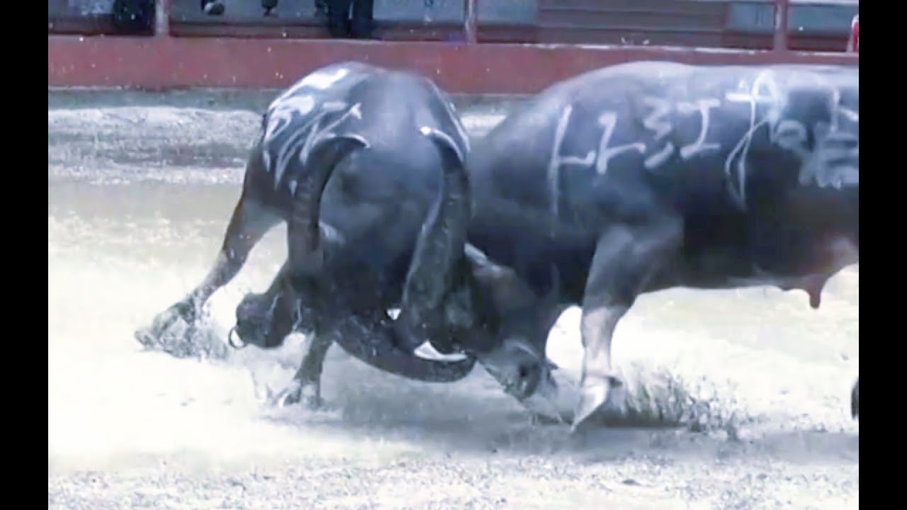 Red-Eyes Bull Vs Blazing Bull | Healthy Competition! - YouTube