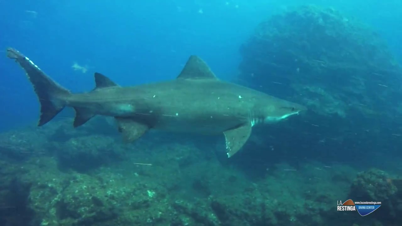 TIBURON SOLRAYO 2018 - BUCEO LA RESTINGA - YouTube