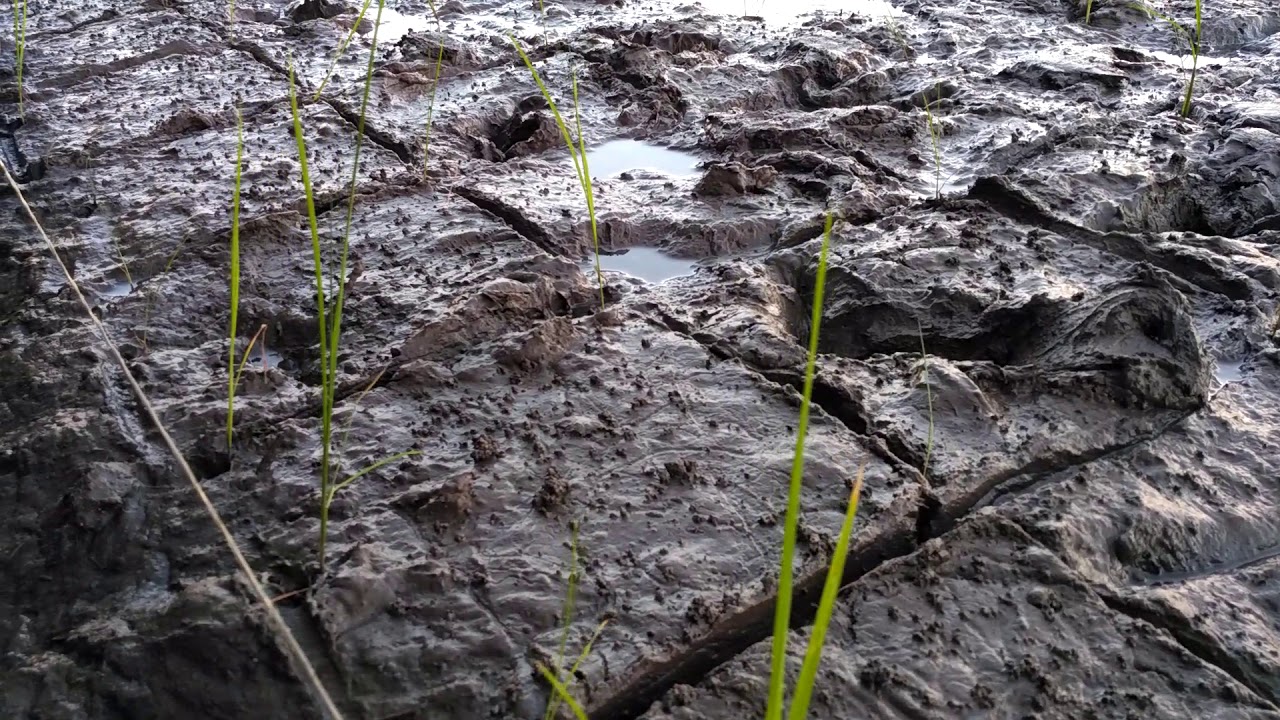 Padi Tanam Sebatang (PTS) Blok 6 x 10 x 1 - YouTube