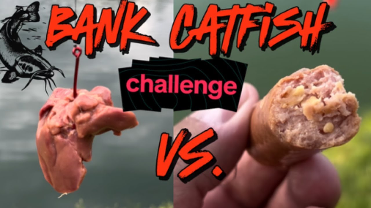 Bank Catfish Bait CHALLENGE - Liver VS. Hot Dog - PLUS Best Fishing ...