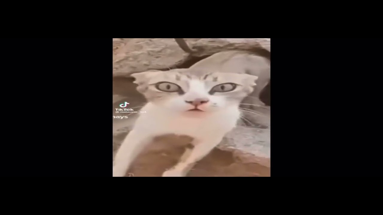 “You” Cat punches you into the backrooms😱 meme (I made) - YouTube