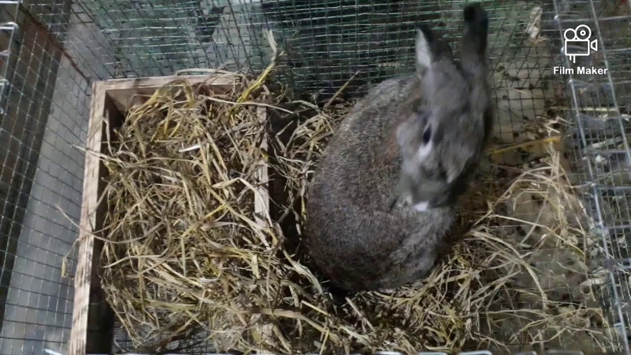 Mother rabbit prepares for giving birth to bunnies.. - YouTube