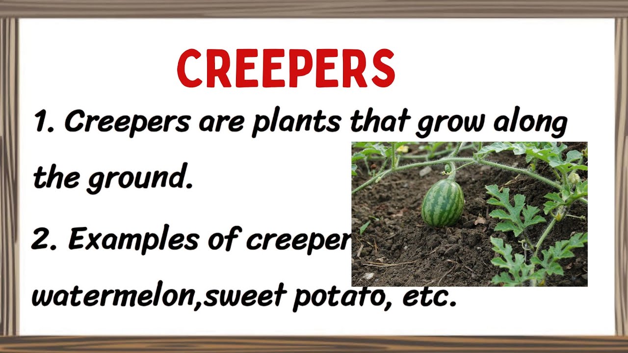 10 LINES ESSAY ON CREEPERS/A FEW LINES ON CREEPERS - YouTube