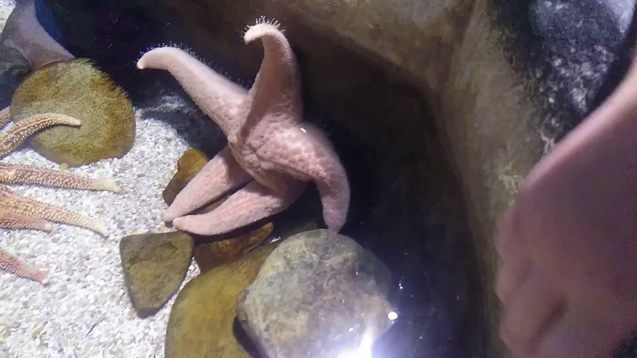 Georgia Aquarium Touch Pool at Harold Spence blog