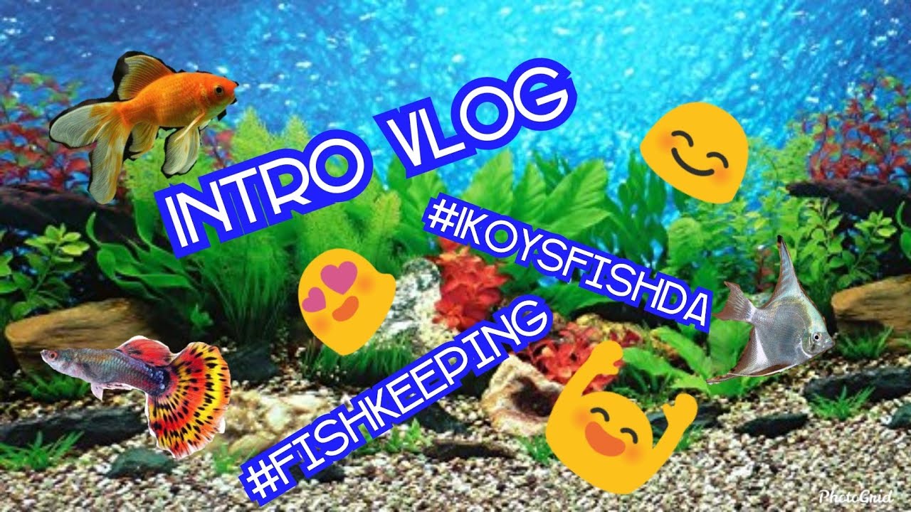 IKOY'S FISHDA 001 || First Intro #fishKeeping101 - YouTube