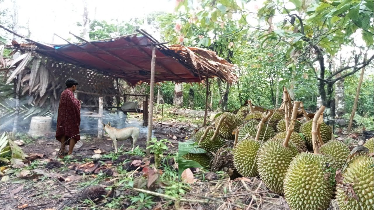 Panen durian di kebun tidur di pondok dan menginap menjaga durian - YouTube