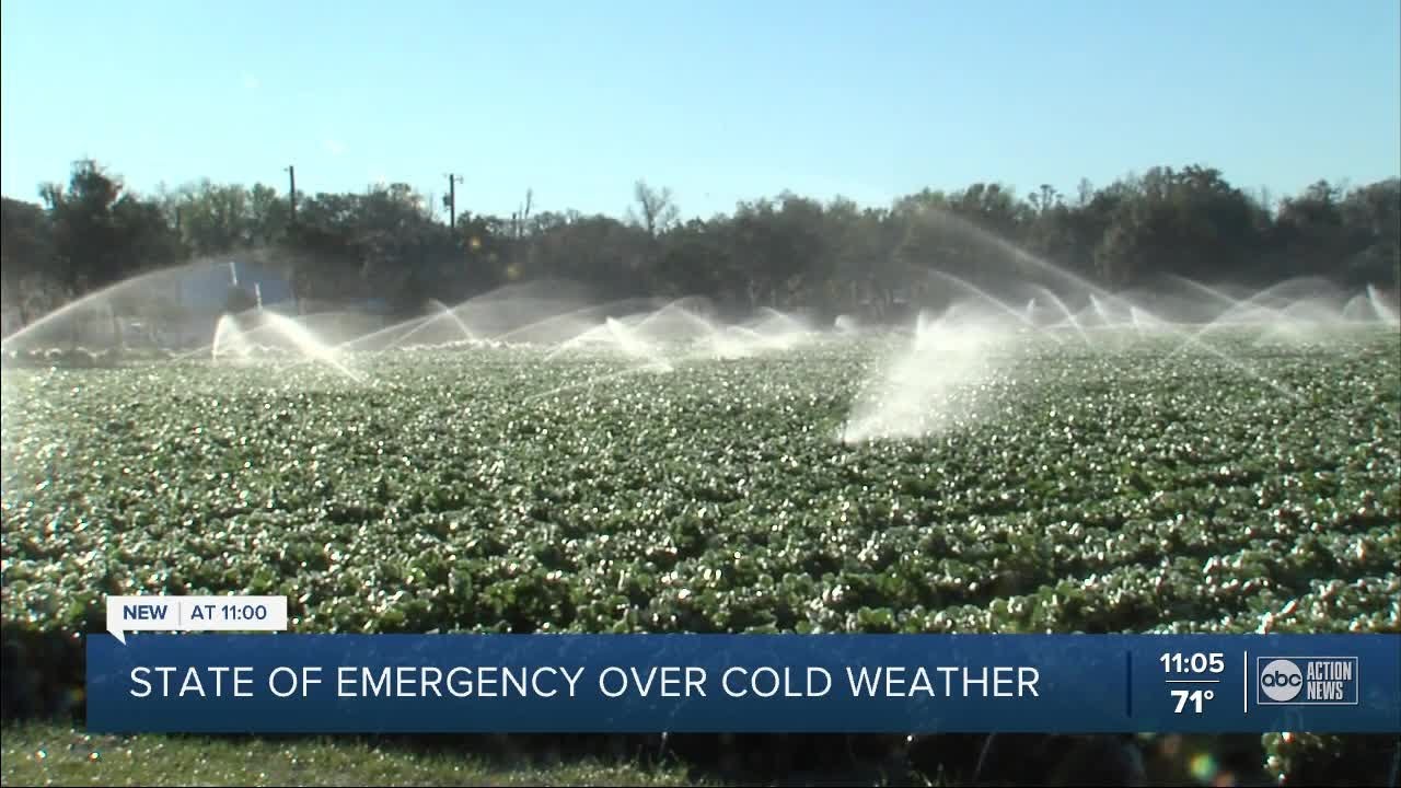 DeSantis issues state of emergency to help Florida farms deal with ...