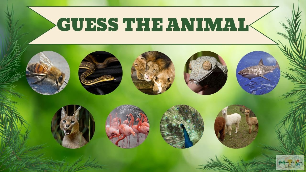 Guess the ANIMAL in 3 seconds | KIDS QUIZ - YouTube