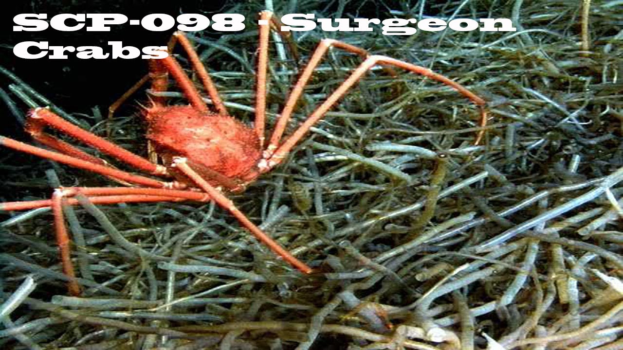 SCP-098 - Surgeon Crabs - YouTube