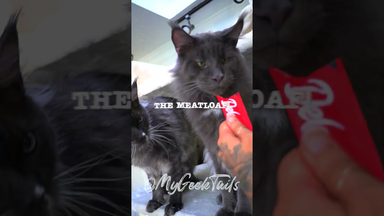 Ma Meatloaf Cat Memes Facebook Meme Of The Day