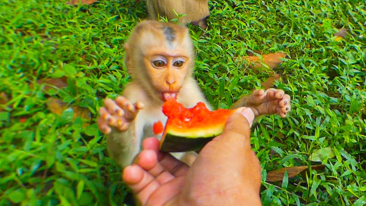 Adorable Lynx enjoy his watermelon breakfast but Robin get with Luna ...