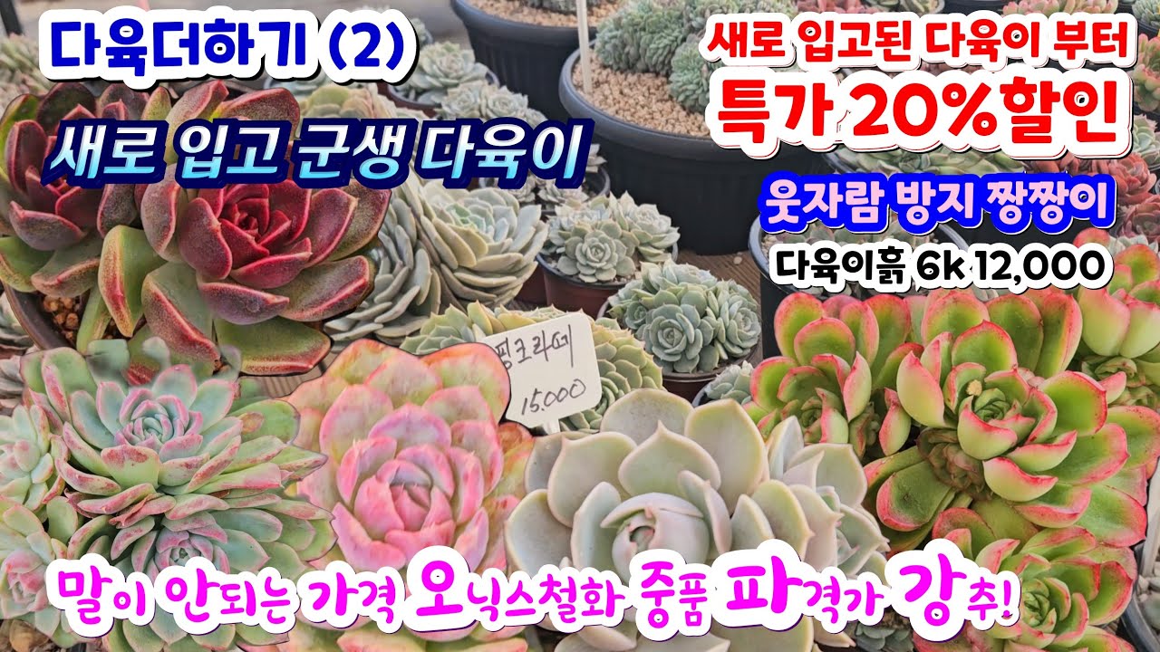 다육더하기2 예쁜 다육이들 군생으로 예쁘게 가격 착하게 나왔어요 오닉스철화 말이 안되는 최저가로 강추 Youtube