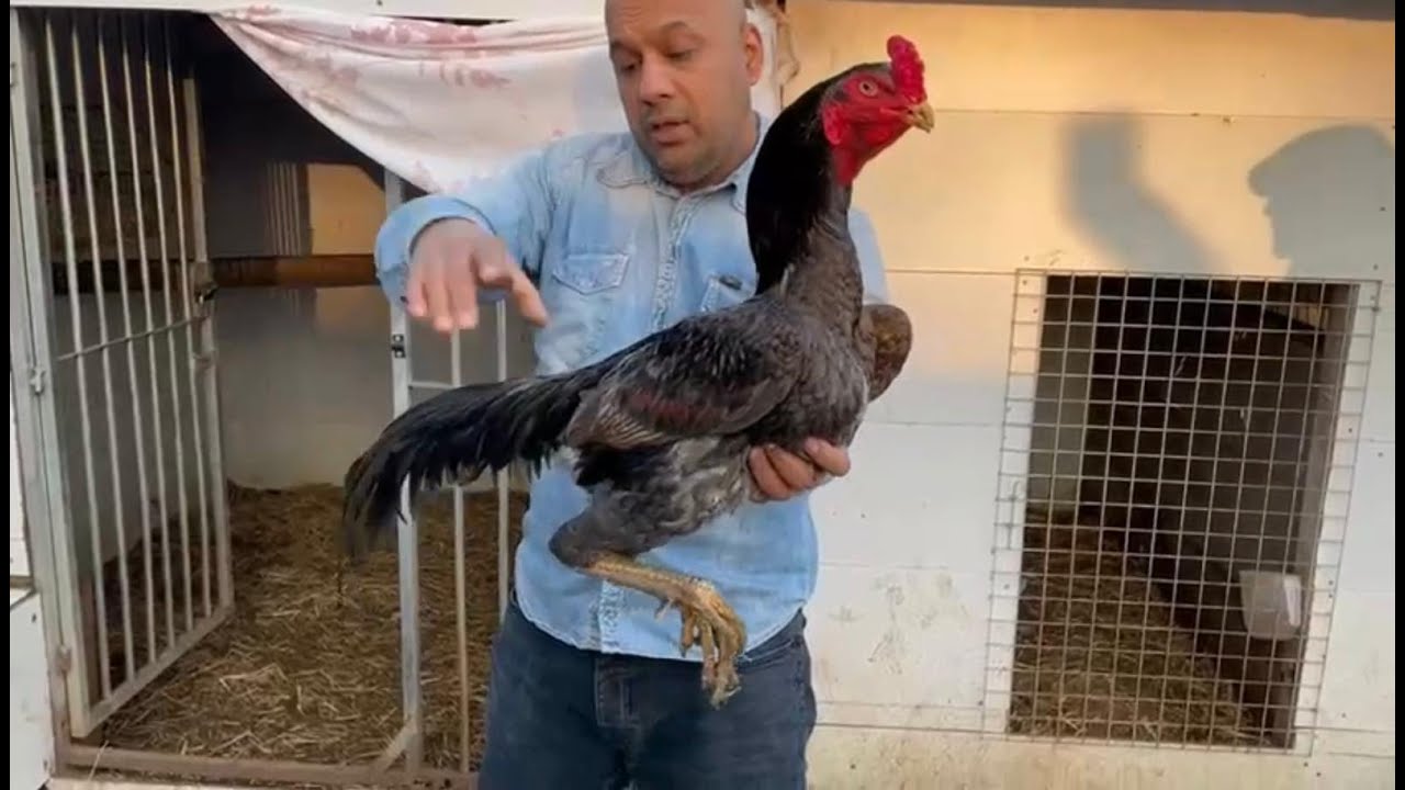 Thai Shamo Chicken Bills Uncles Breed in UK - YouTube