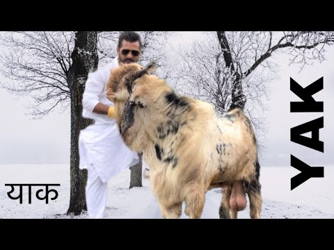 MD Goat Farm’s Yak - The Biggest Goat At The Farm - YouTube
