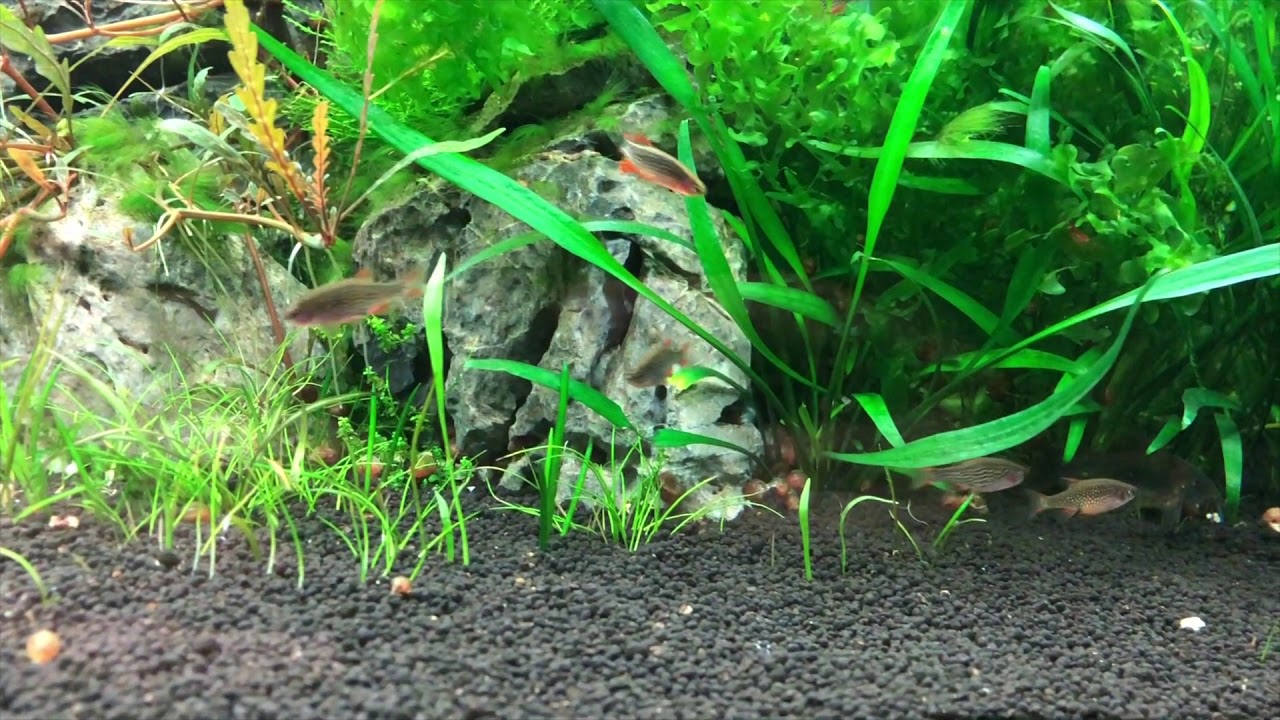 EHEIM PROXIMA 250 HD - YouTube