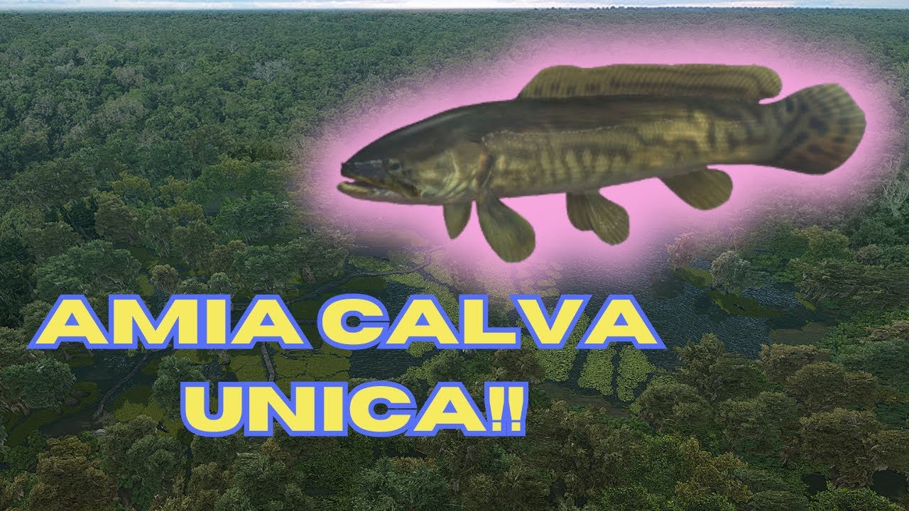 ⭐️LAGO QUANCHKIN⭐️ 🐋AMIA CALVA UNICA🐋 - YouTube
