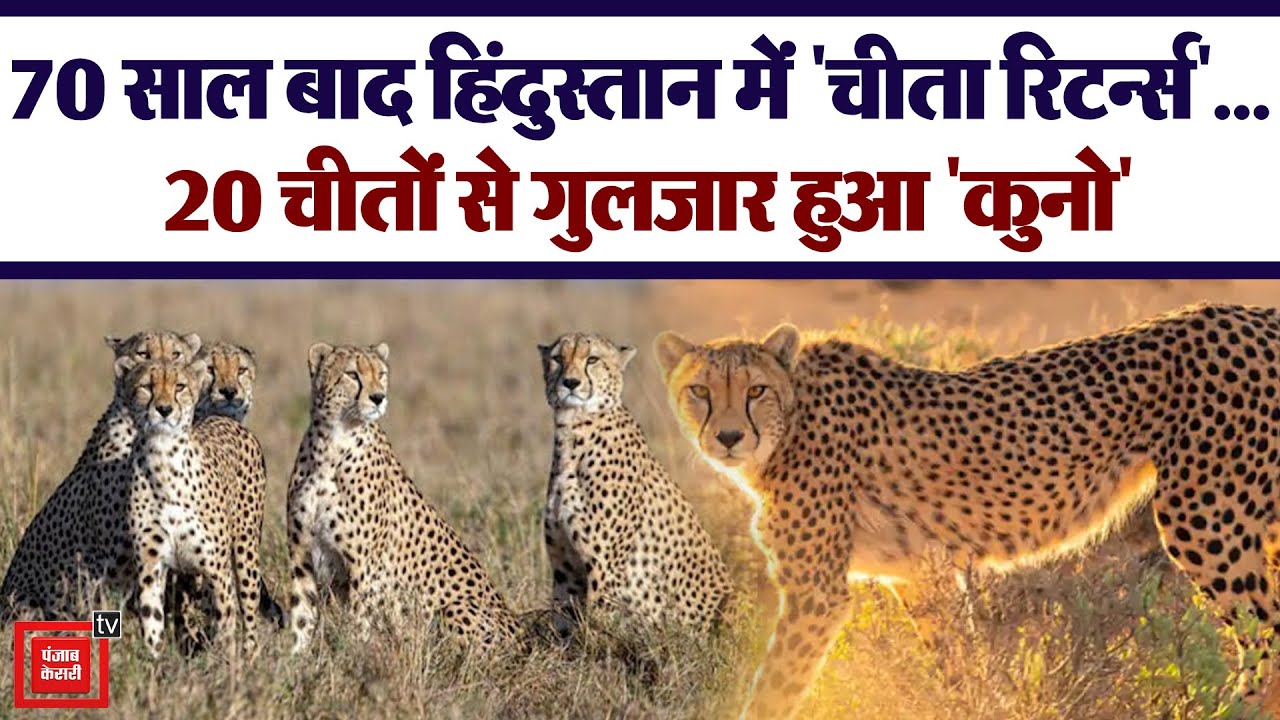 South Africa से 12 चीते पहुंचे kuno | Kuno National Park | Cheetah ...