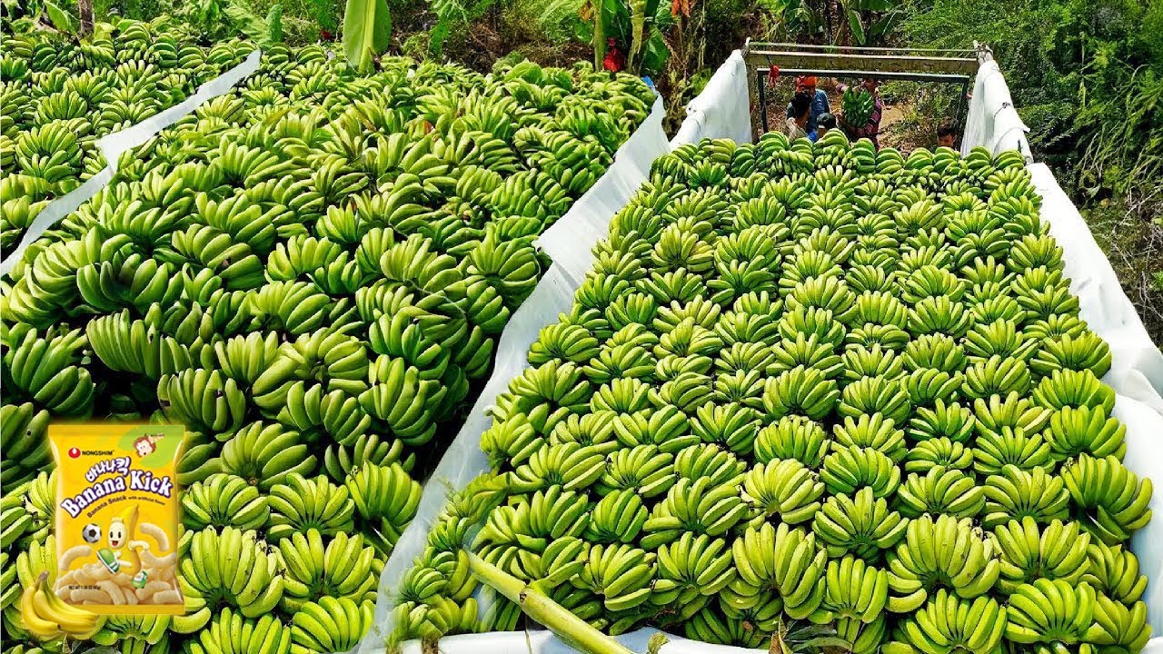 How Banana Snacks Are Made In The Factory | Processing Millions of ...