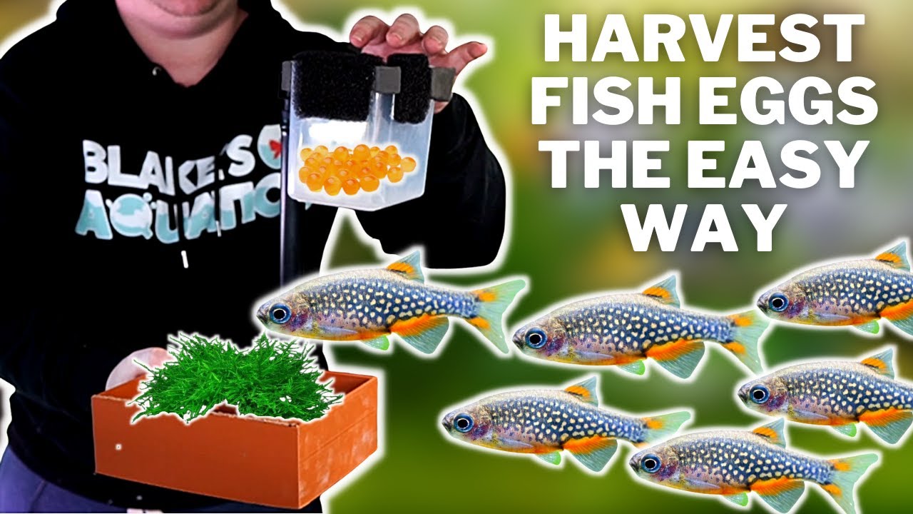 How to Breed CPDs, Tetras and other Egg Scattering Fish the Easy Way ...