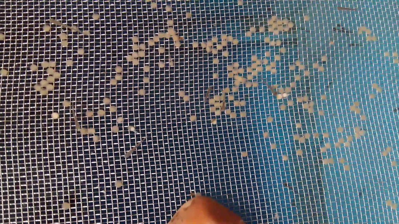 Incubation of eggs of Sahar cold water fish - YouTube