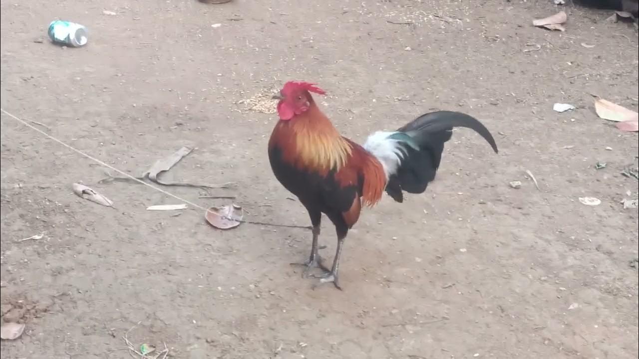 Gà mồi tơ sung, đẹp mê ly/ Qaib dib pib khav heev lawm - YouTube